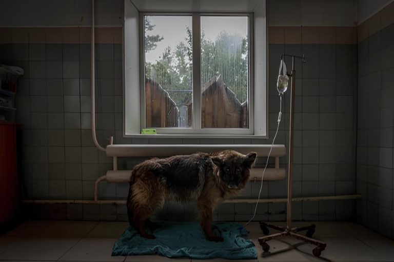 We Animals - Shortlist ONG 2023 - Festival della Fotografia Etica
